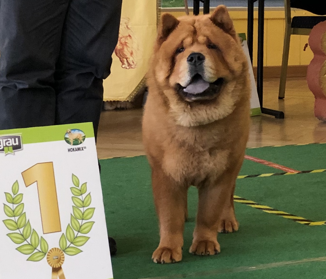 Chow-Chow-Club in Deutschland - Termine / Club / Shows